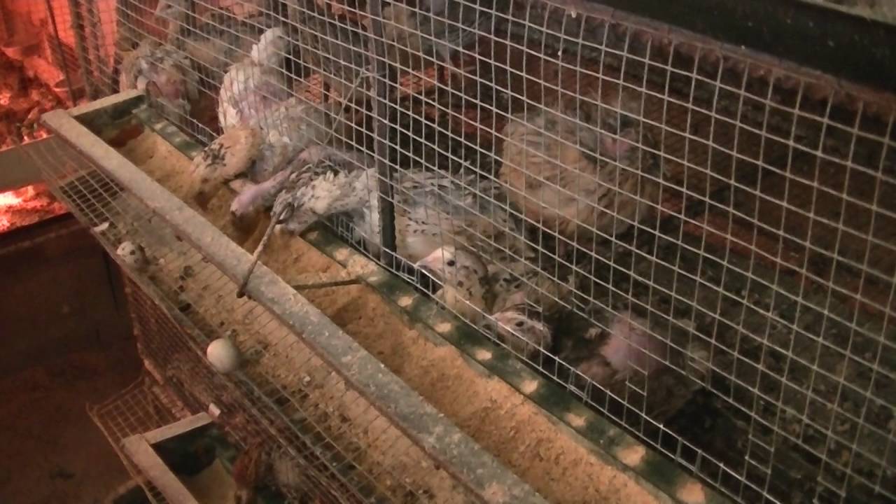 CRÍA TUS CODORNICES EN JAULAS Y TEN MÁS RENDIMIENTO Y GANANCIAS El Men