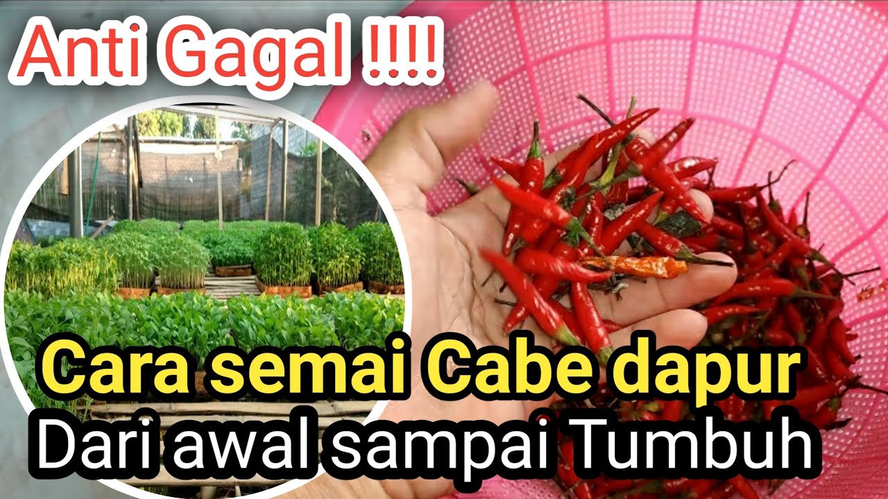 Cara semai cabe rawit anti gagal (bebas rebah semai ) - YouTube
