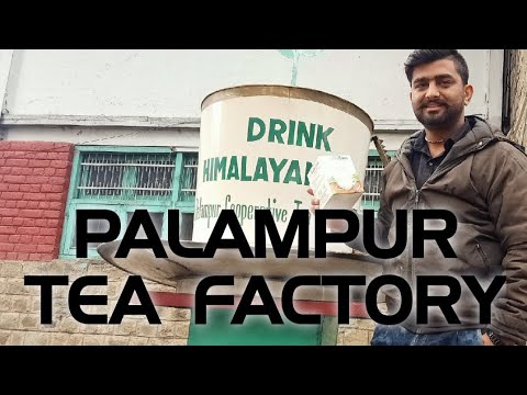Tea Production Factory | kangra Tea Factory | Palampur Series | 2020 ...