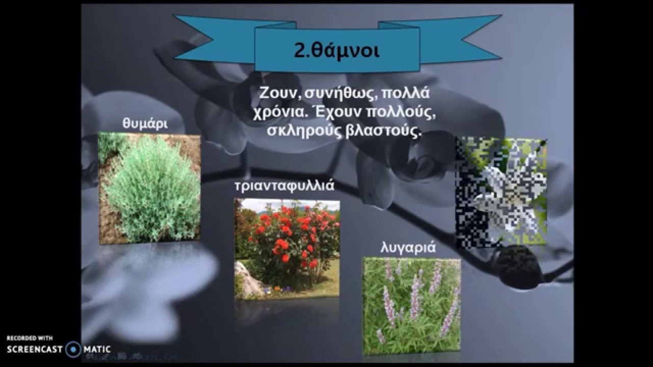 Μελέτη Περιβάλλοντος Β' Δημοτικού - Κεφάλαιο 7.2. Τα είδη των φυτών ...