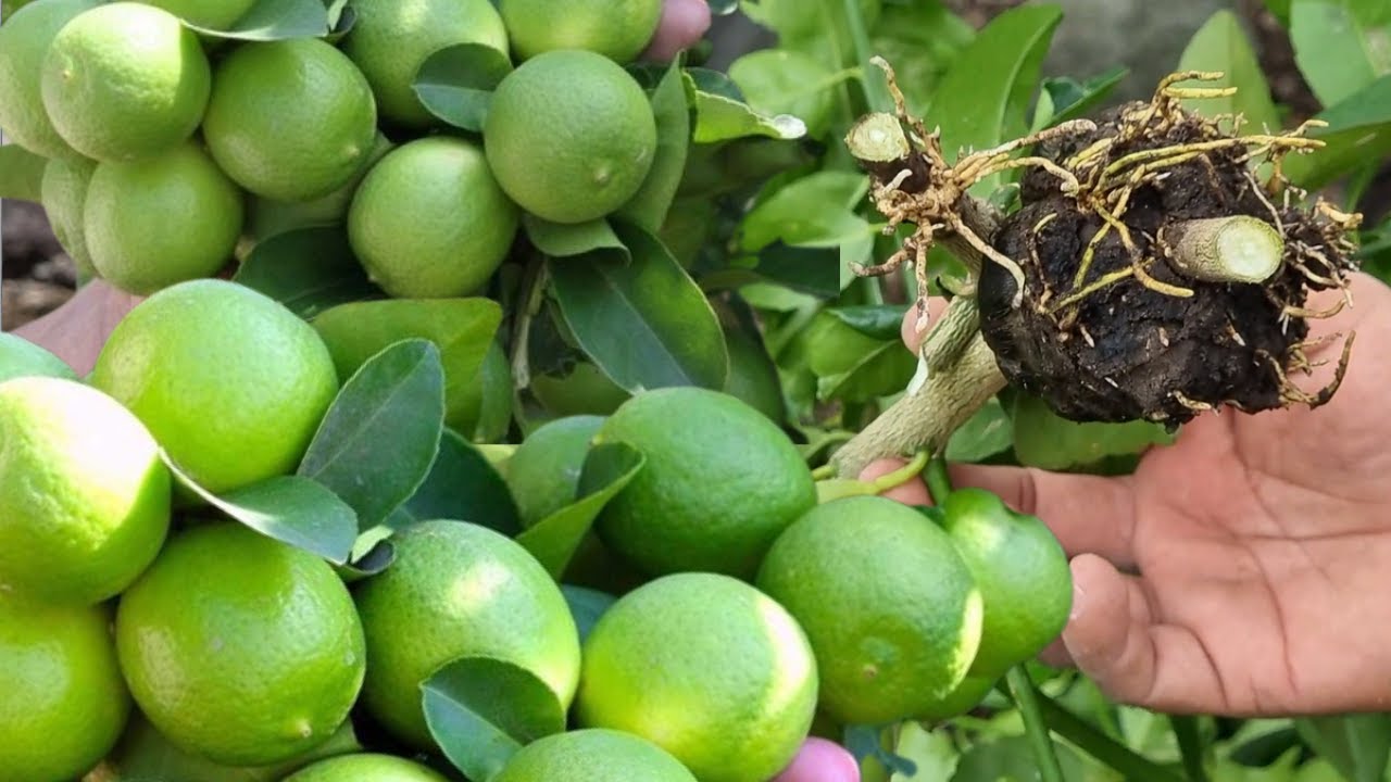 ¿Quieres tener un Planta de Limón Enana llena de Frutos? Aquí te lo ...