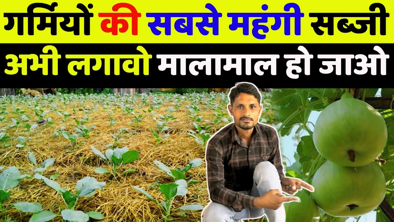 tinda ki kheti kab aur kaise Karen | Desi tinda ki kheti kaise Karen | tinde ki kheti kaise kare ...