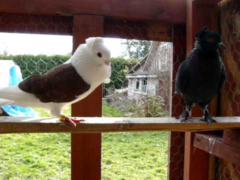 pigeon sounds - YouTube