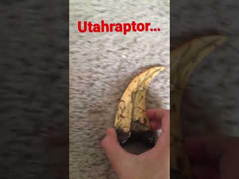 Velociraptor Size vs Utahraptor’s