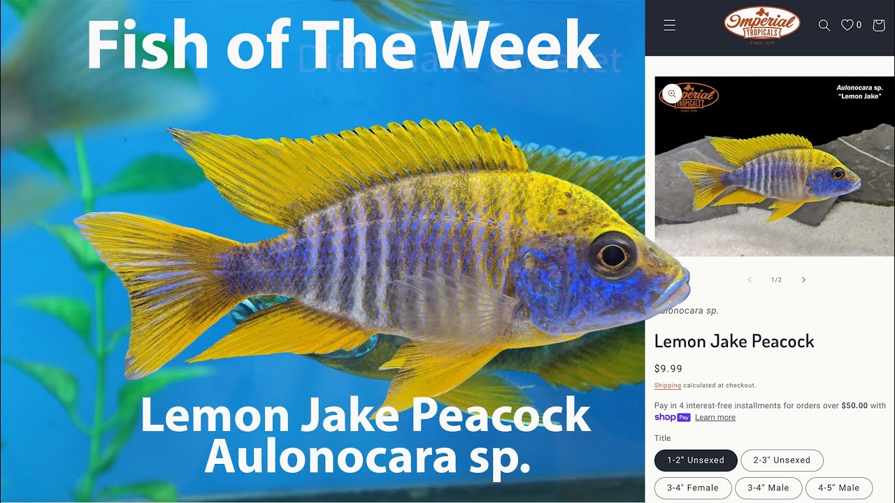 Lemon Jake Peacock Aulonocara sp. - YouTube