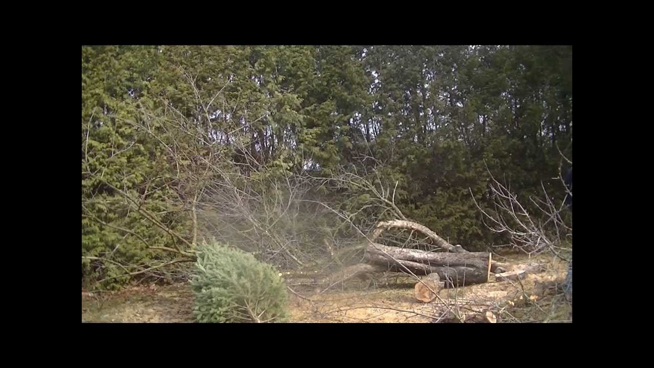 The Death of an Apple Tree - YouTube