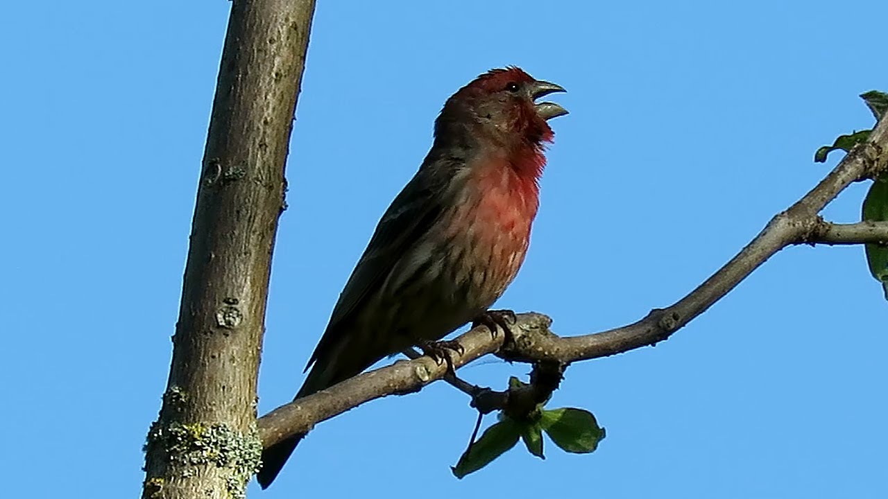 House Finches Singing - YouTube