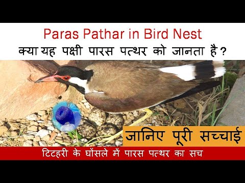 Paras Pathar in Bird Nest? A Reality or Myth? - YouTube