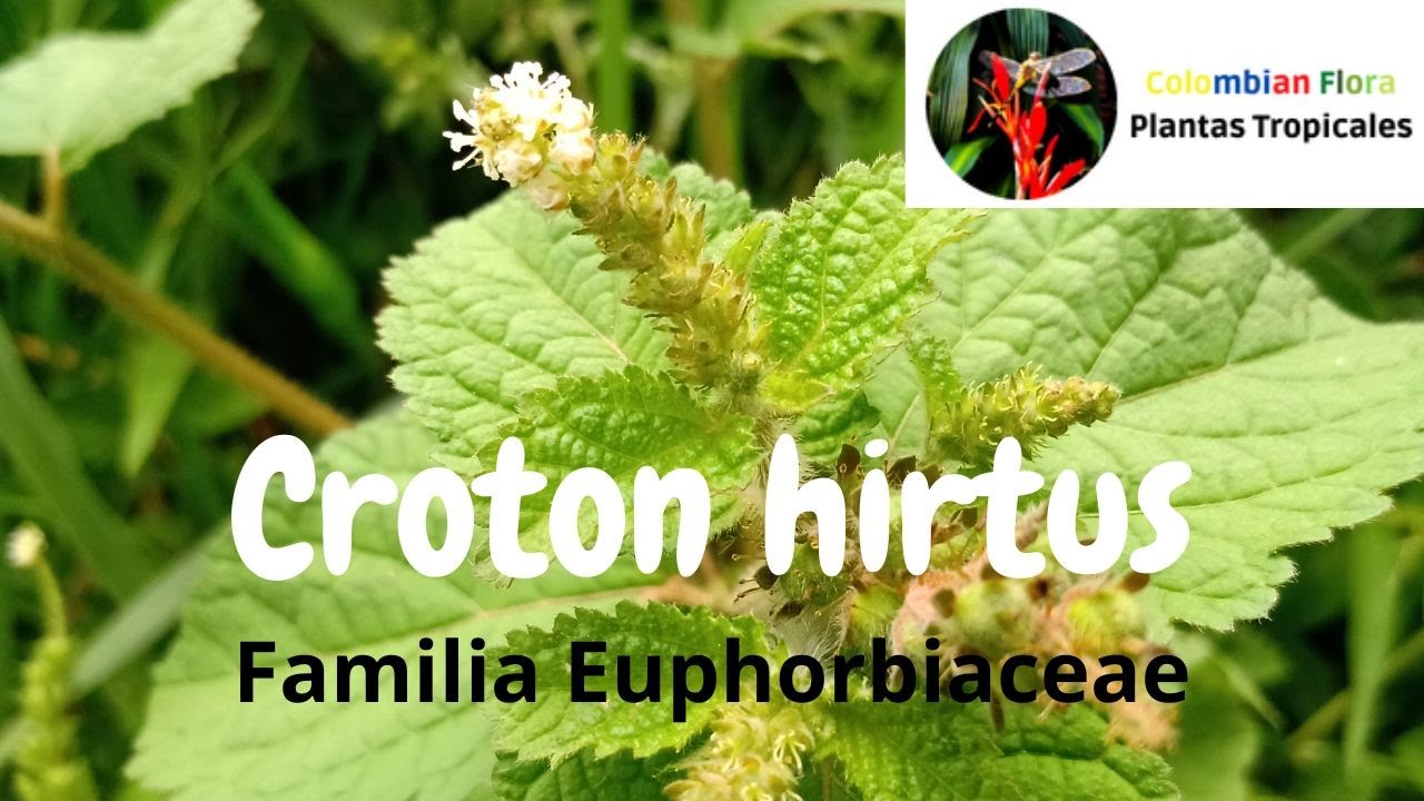Croton hirtus, planta tropical invasora - Familia Euphorbiaceae - YouTube