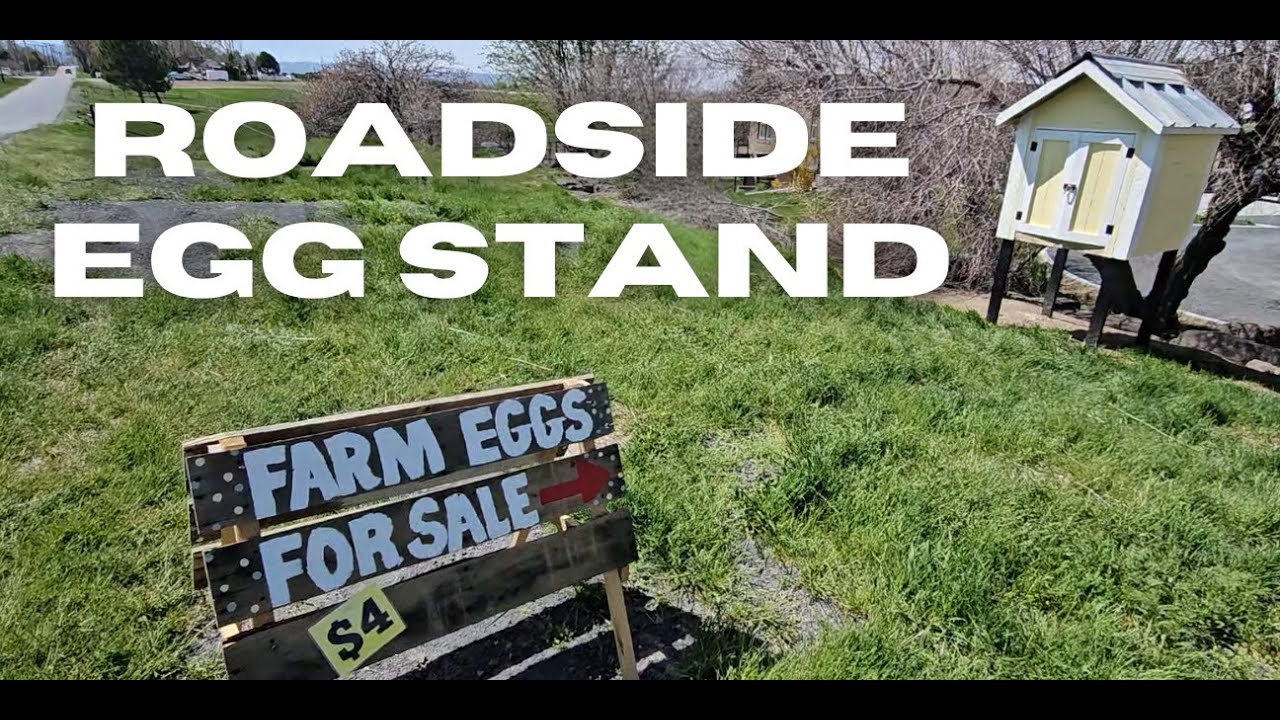 How to Build a Roadside Egg Stand: Farm-Fresh Eggs 🥚🏠 - YouTube