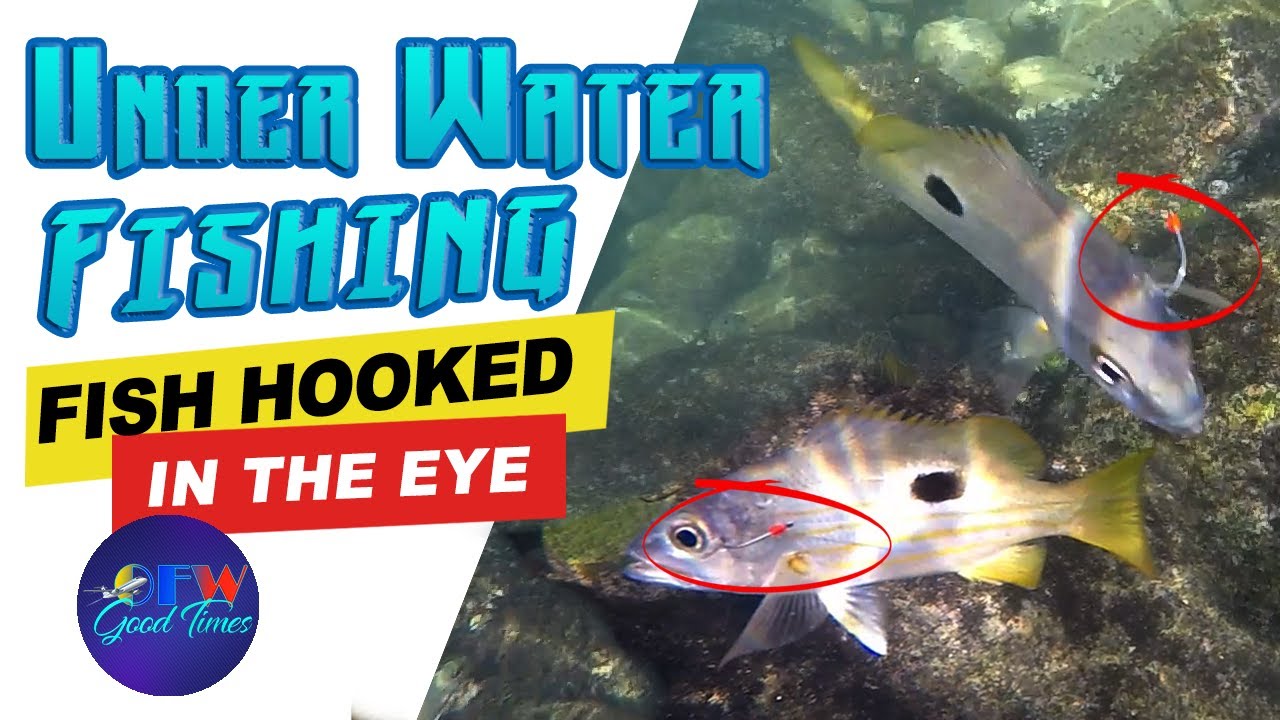 UNDER WATER FISHING | FISH HOOKED IN EYE | Ajman Fishing | Naiser fish ...