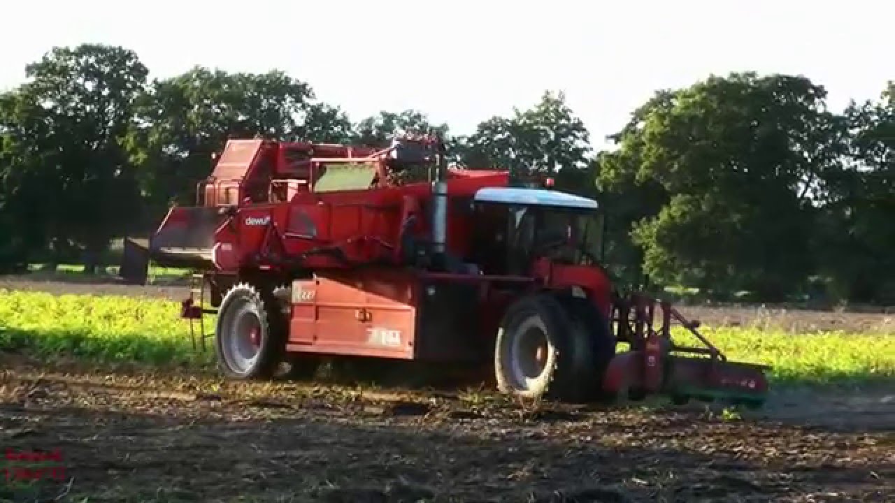 Harvesting Potatoes with Dewulf D3000 Tri-Wheel SP Harvester. - YouTube