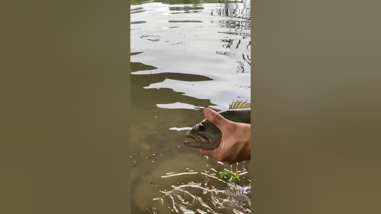 Captura y libera de lobina 🎣 #fishing #fish #pescadeportiva #bassfishing #buenapesca #bass - YouTube