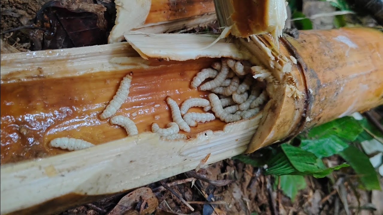 Omphisa fuscidentalis (Bamboo worm for fishing). #fishingbait - YouTube