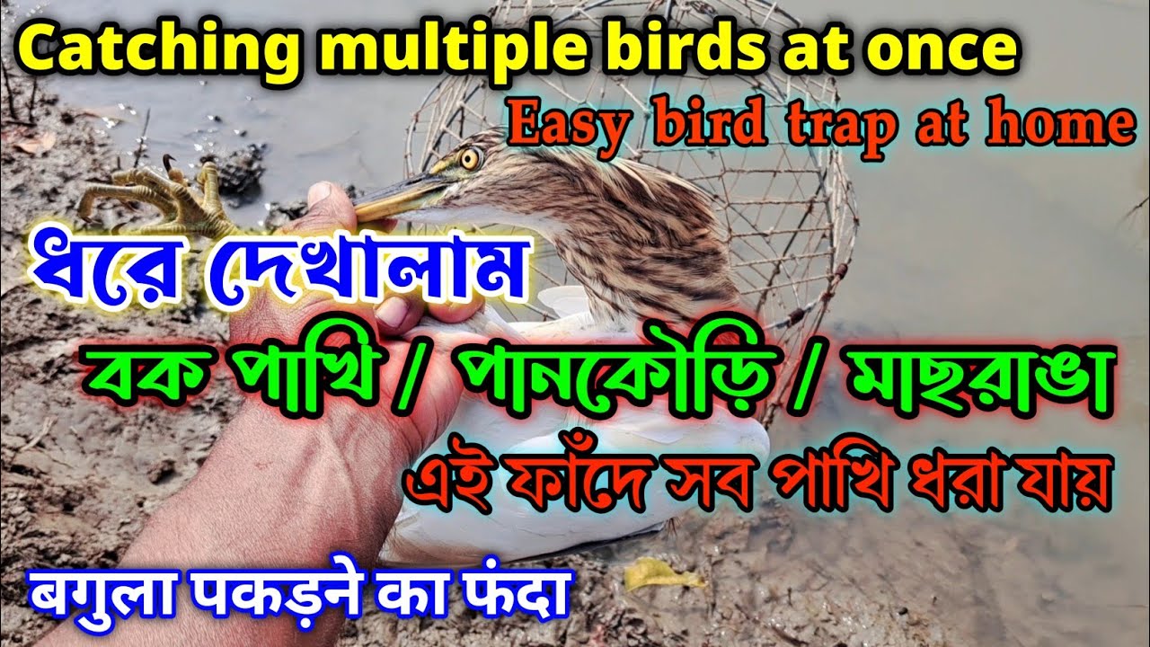 বক পাখি/ পানকৌড়ি/ পাখি ধরার সহজ ফাঁদ। easy way to all birds catching ...