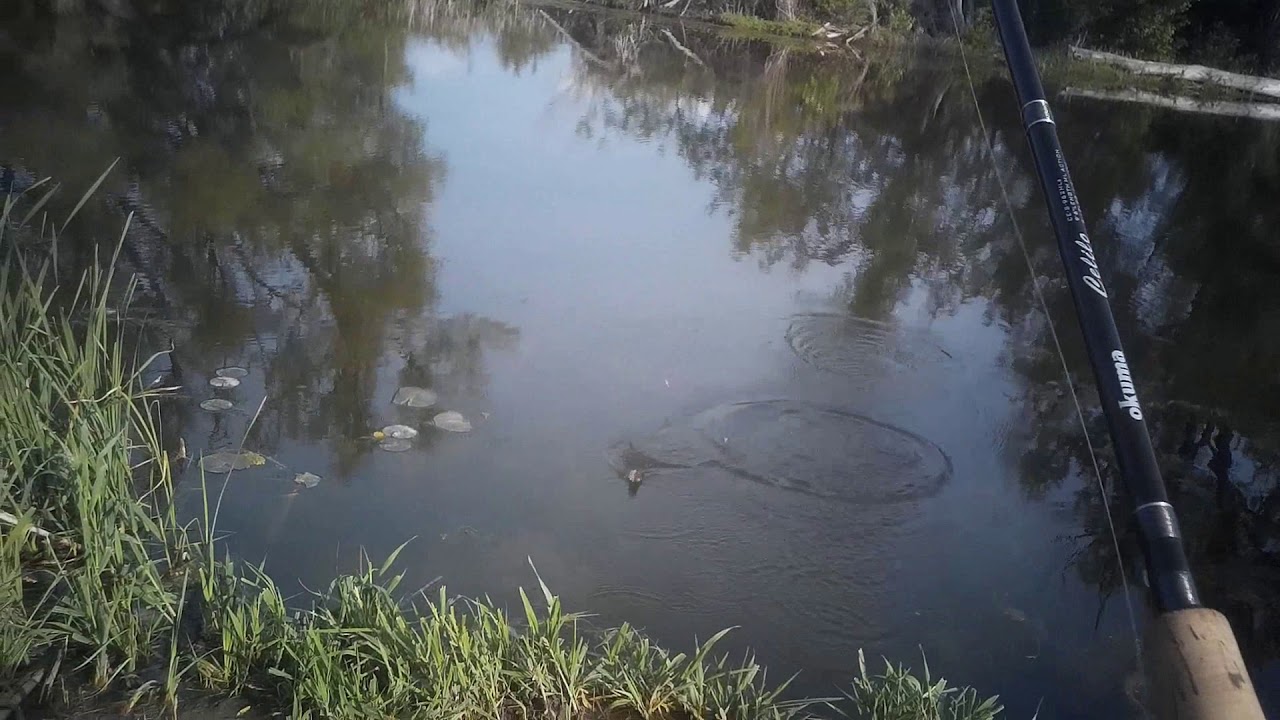 Drop Shot Fishing for Perch🎣 - YouTube