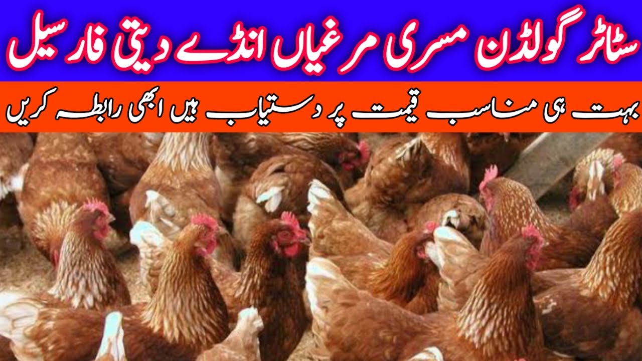 Golden Misri Murgi For Sale | Golden Misri Farming in Pakistan | Golden ...