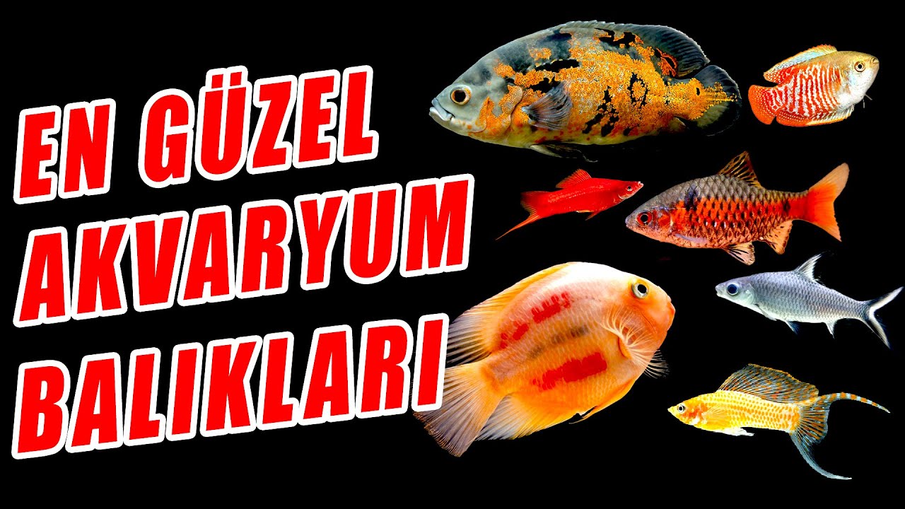 EN GÜZEL AKVARYUM BALIKLARI - YouTube