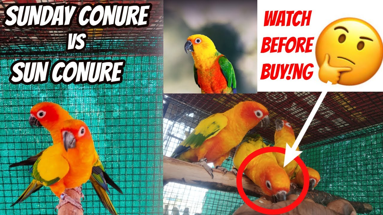 SUNDAY CONURE 🆚 SUN CONURE| Breeding Results😲 | Pets At - YouTube