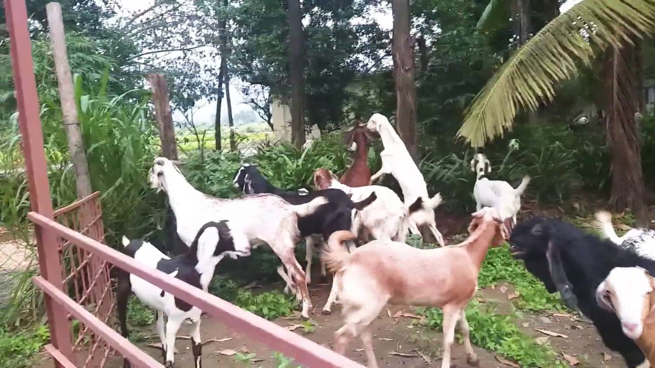 GOATS OF 2019 LUCKY GOAT FARM...ALL GOATS SOLD ... - YouTube