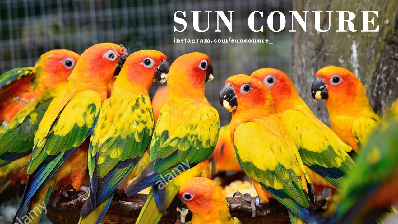 SUN CONURE | SUN CONURES | SUN CONURES BREEDING | SUN CONURES BIRD ...