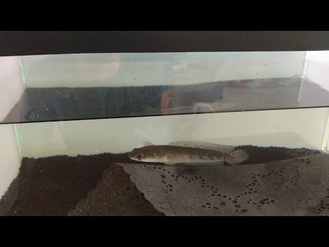 Tips Cara Membuat Ikan Maru Doyan Makan Pelet‼️Gampang Banget 