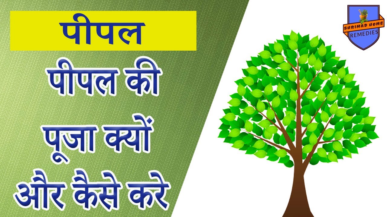 Pipal Tree Worship How and Why ?पीपल की पूजा क्यों और कैसे करे ? - YouTube