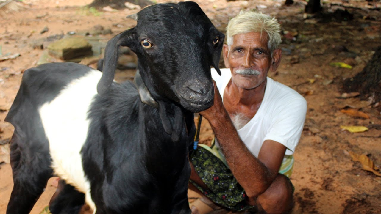Traditional Mutton Biryani - Mutton Dum Biryani || Mutton Biryani ...