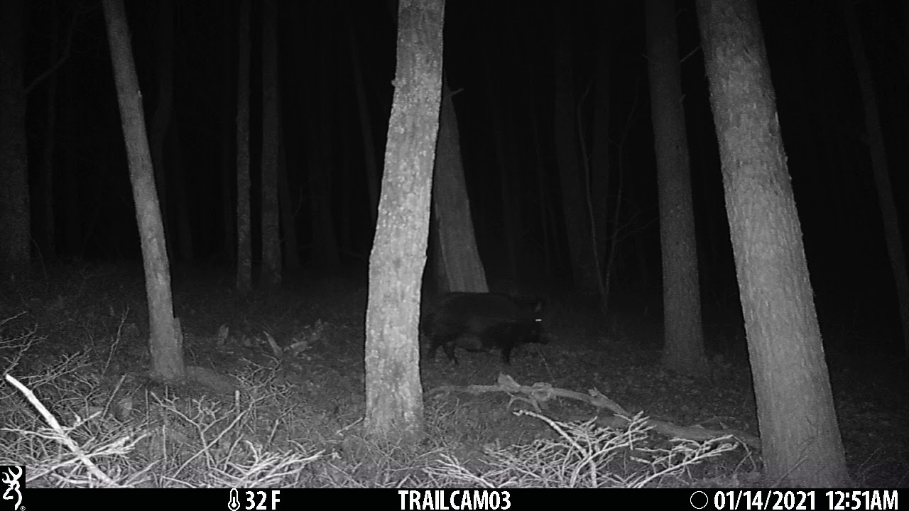 Pine log WMA Wild hog gps 34.29488, -84.69029 - YouTube