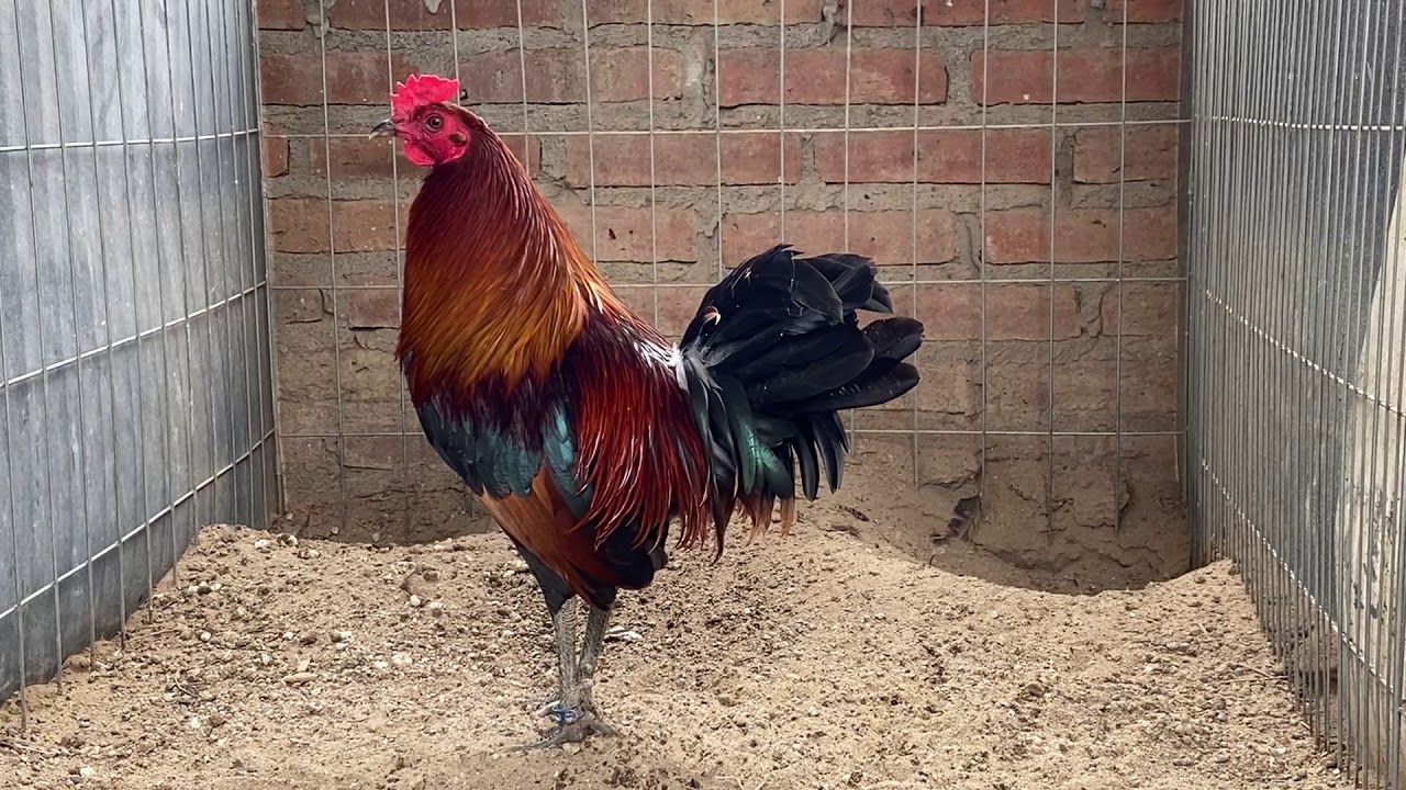 Leiper hatch / 6 meses - YouTube