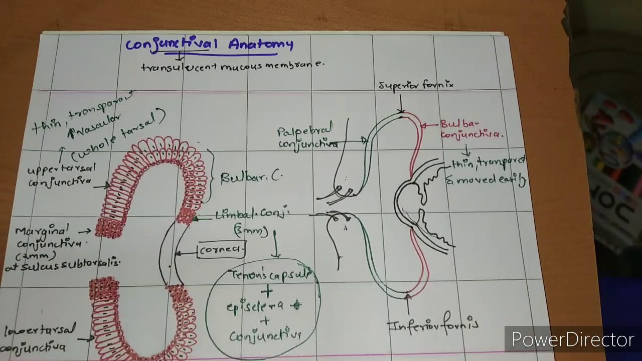 Conjunctival Anatomy - YouTube