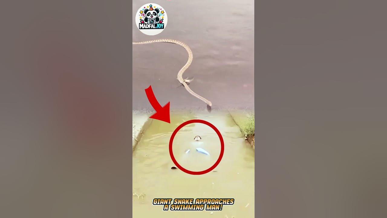 OMG! Giant Snake Approaches a Swimmer—Watch What Happens Next! #amazing ...