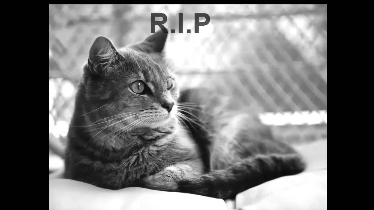 Animal MLG - YouTube