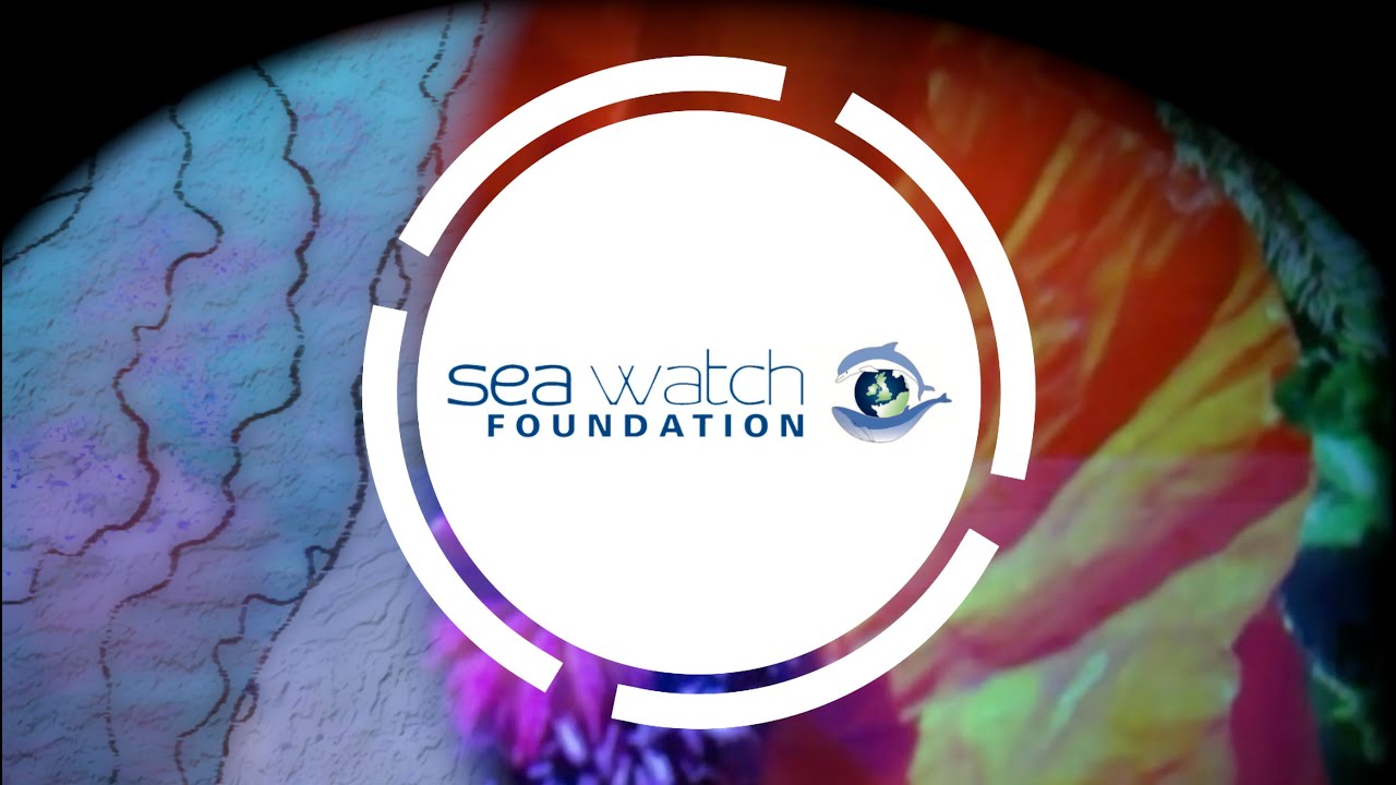 Dolphins on the Doorstep of Sea Watch Foundation - YouTube