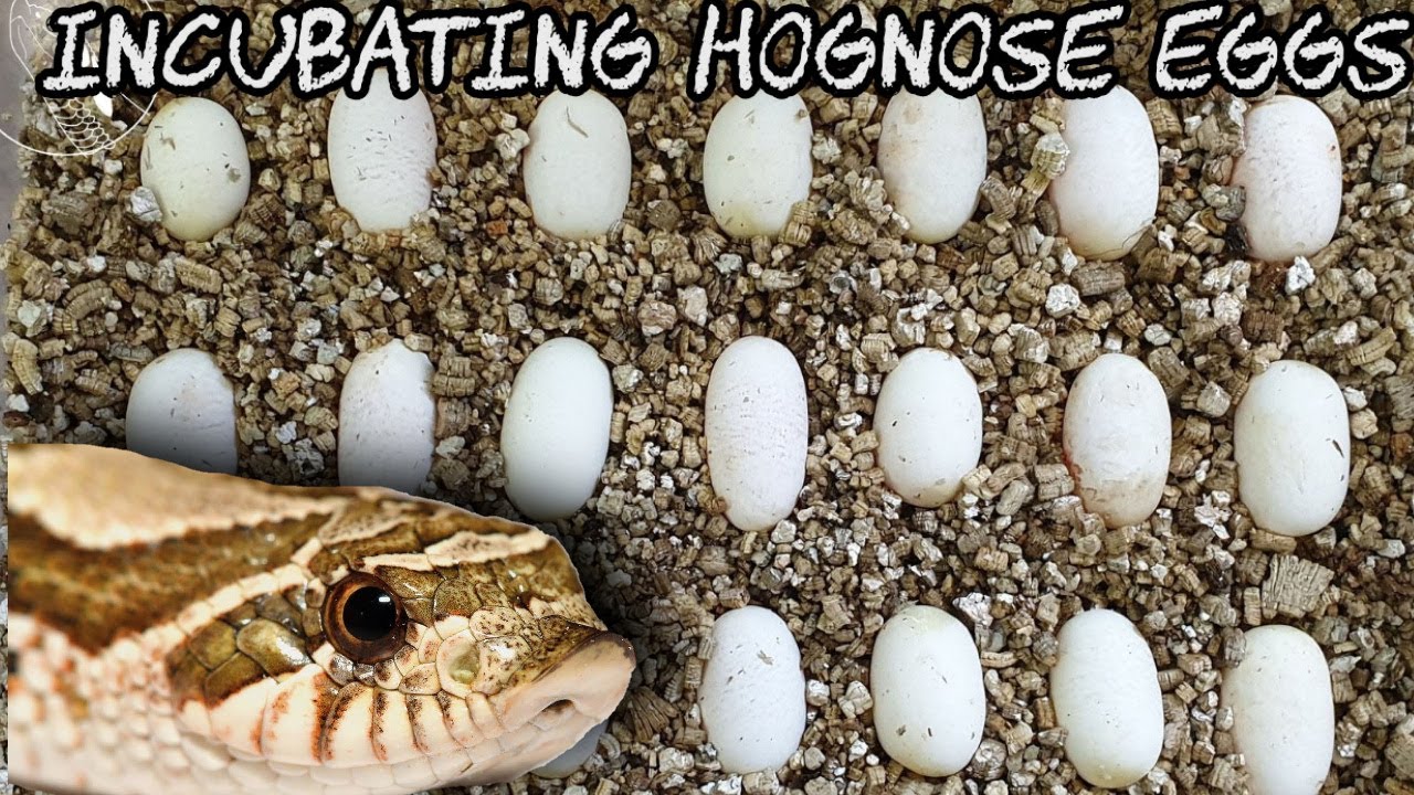 Ways To Incubate Hognose Eggs with Kevin Rhodes - YouTube