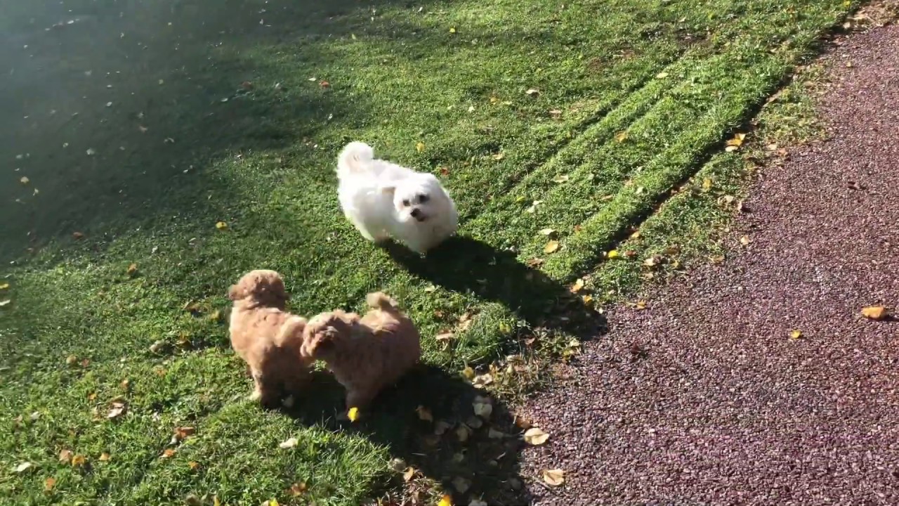 Maltipoo valpar 8 veckor - YouTube