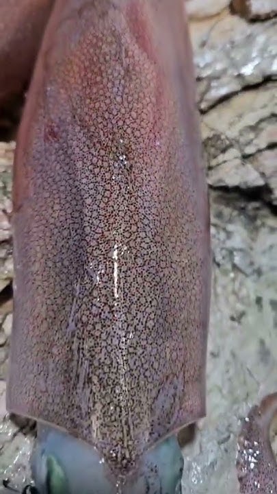 Eging desde orilla pesca de 2 Calamares - YouTube