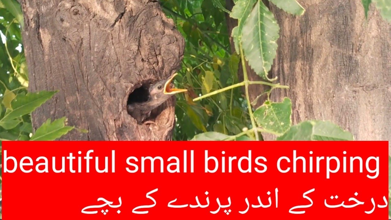 Inside the tree, the birds gave birth to babies|| Small 🦐 birds ...