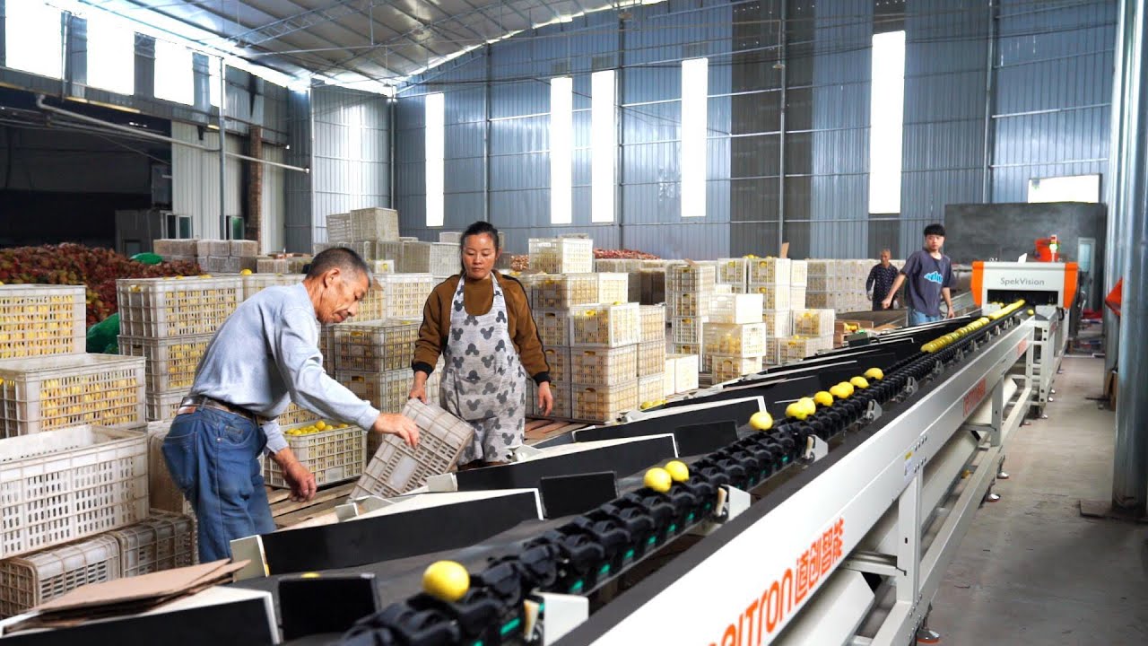 Transform Your Sorting Game: Meet the Smart AI Lemon Sorter! - YouTube