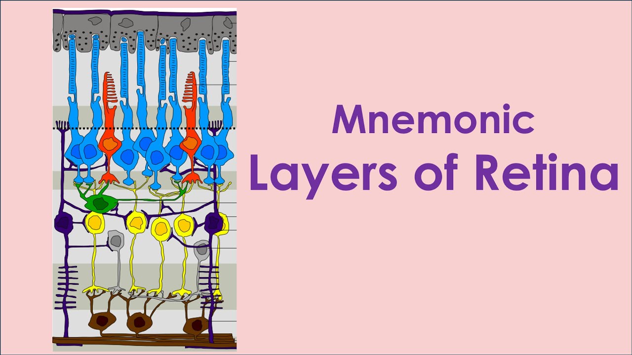 Layers of Retina - Mnemonic - By Dr. Ganesh M. Adelkar - YouTube