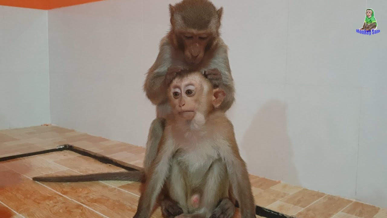 Monkey Baby Sam Visit Monkey Bibi Loves And Takes Care Of Sam Monkey ...