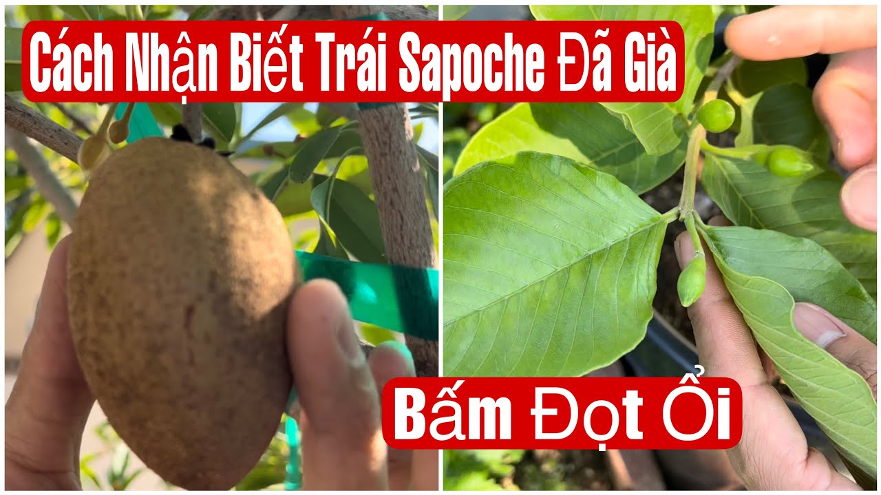 Cách Nhận Biết Trái Sapoche Đã Già - Bấm Đọt Ổi Giúp Dễ Đậu Trái || MÂY ...