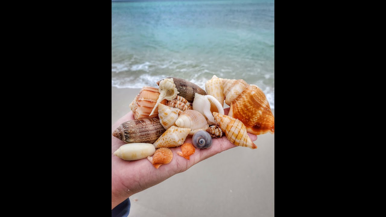 My shell haul from Navarre Beach 2/1/2020! *VIRTUAL SHELLING* - YouTube