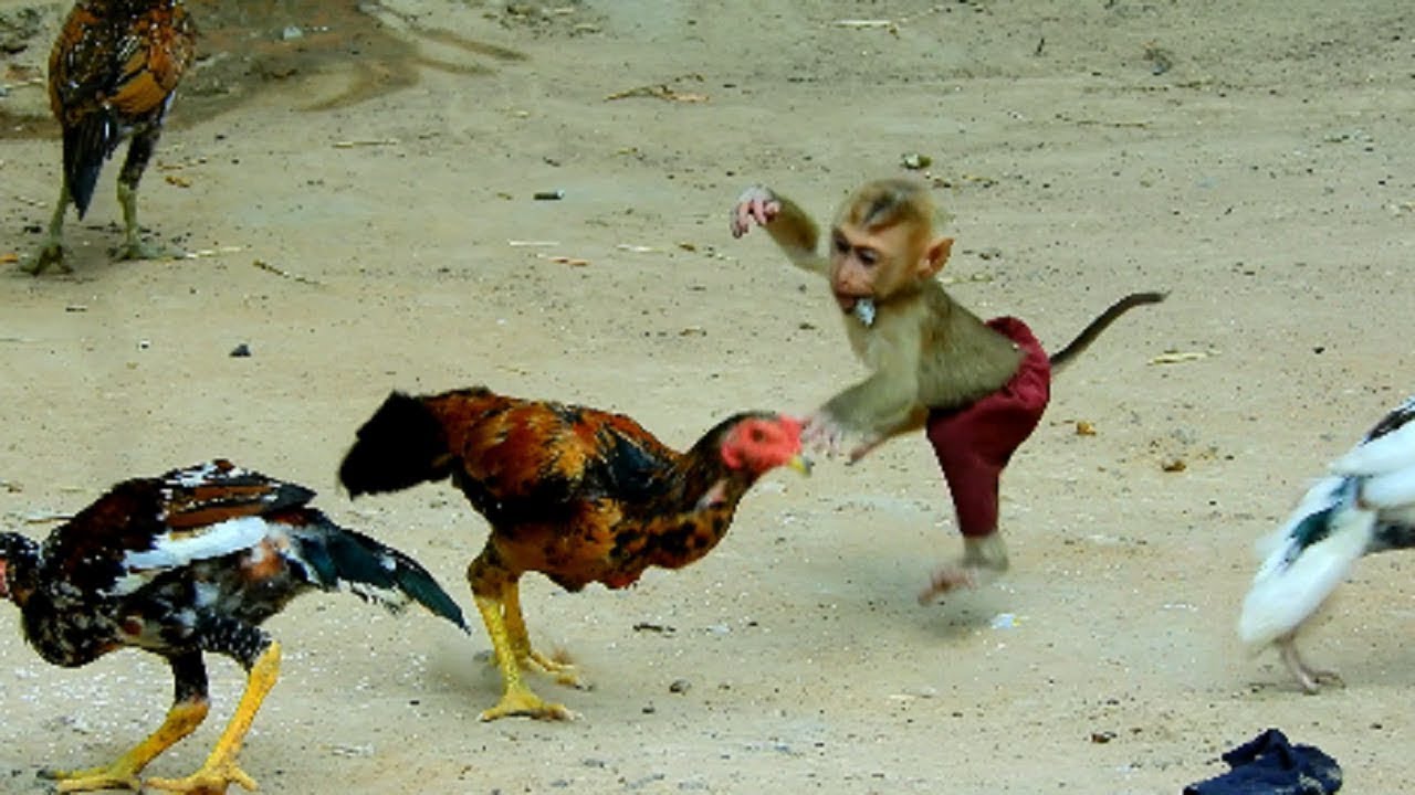 Battle - Monkey VS Chicken WHO WIN? - YouTube