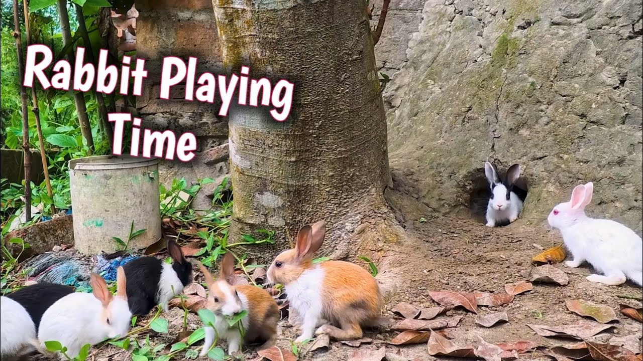 Cute rural pet - Virtual rabbit walk ASMR #bunny #pets #animals - YouTube