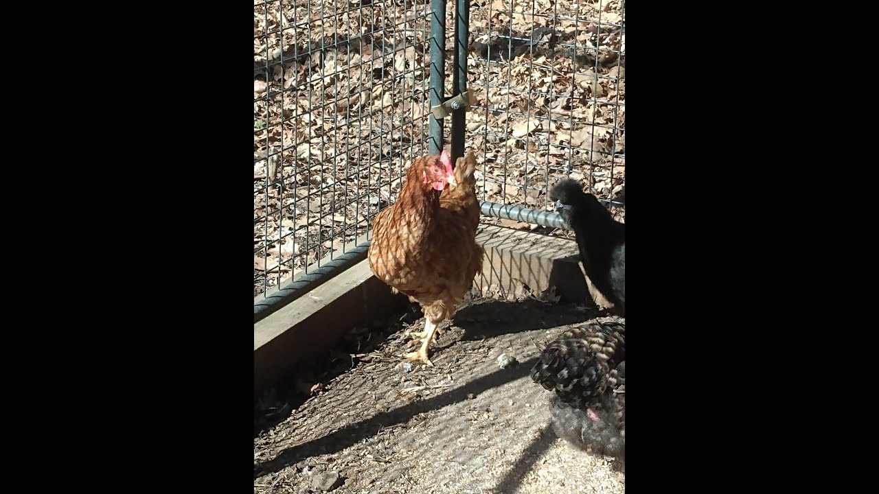 Spaz The Chicken Recovery Vid 1 - YouTube