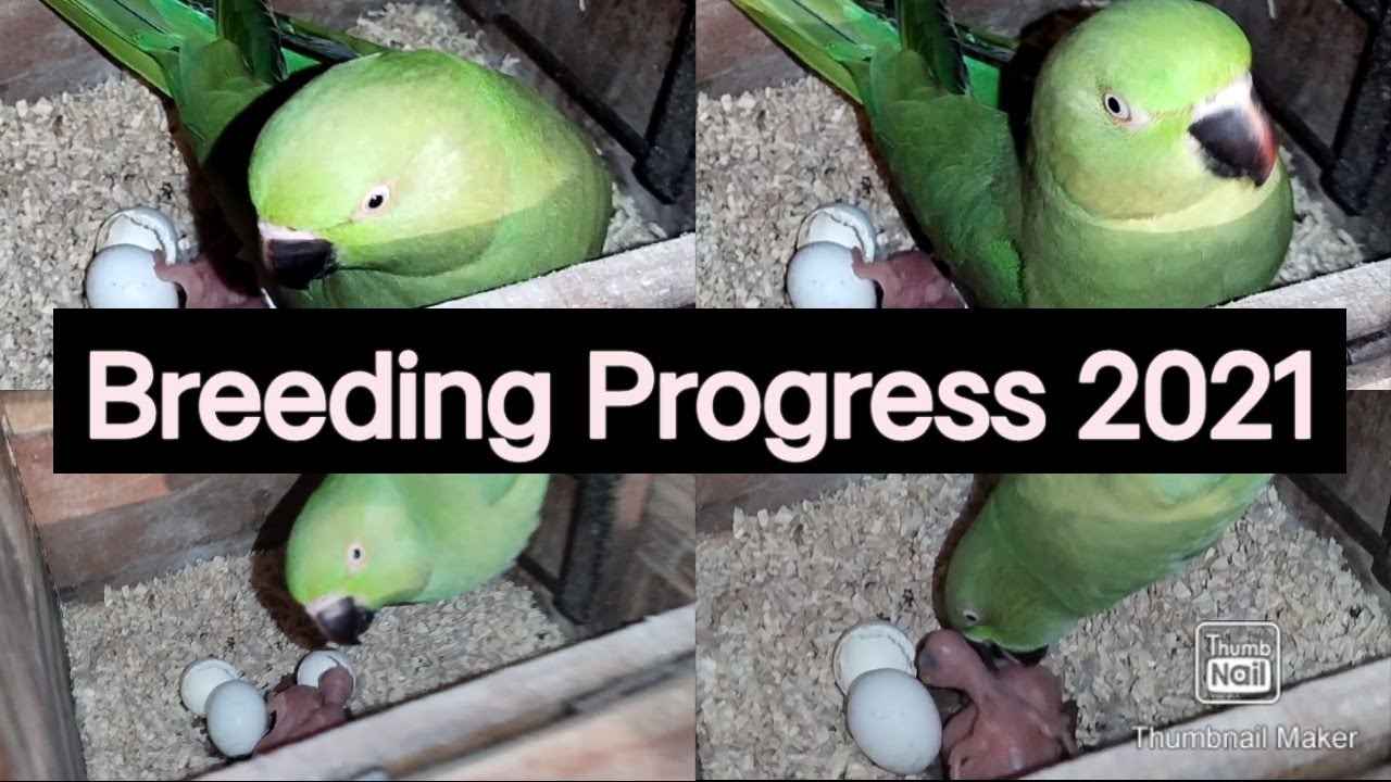 Ringneck breeding progress 2021 || breeding progress || Say Masha Allah #babyparrot #breeding # ...