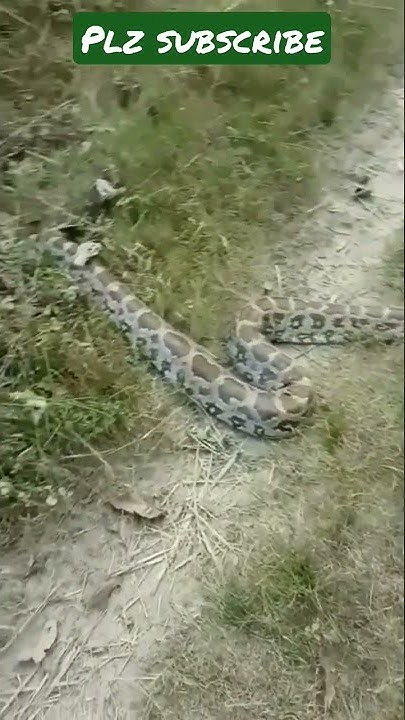 Python in our village garden #shorts #trendingshorts - YouTube