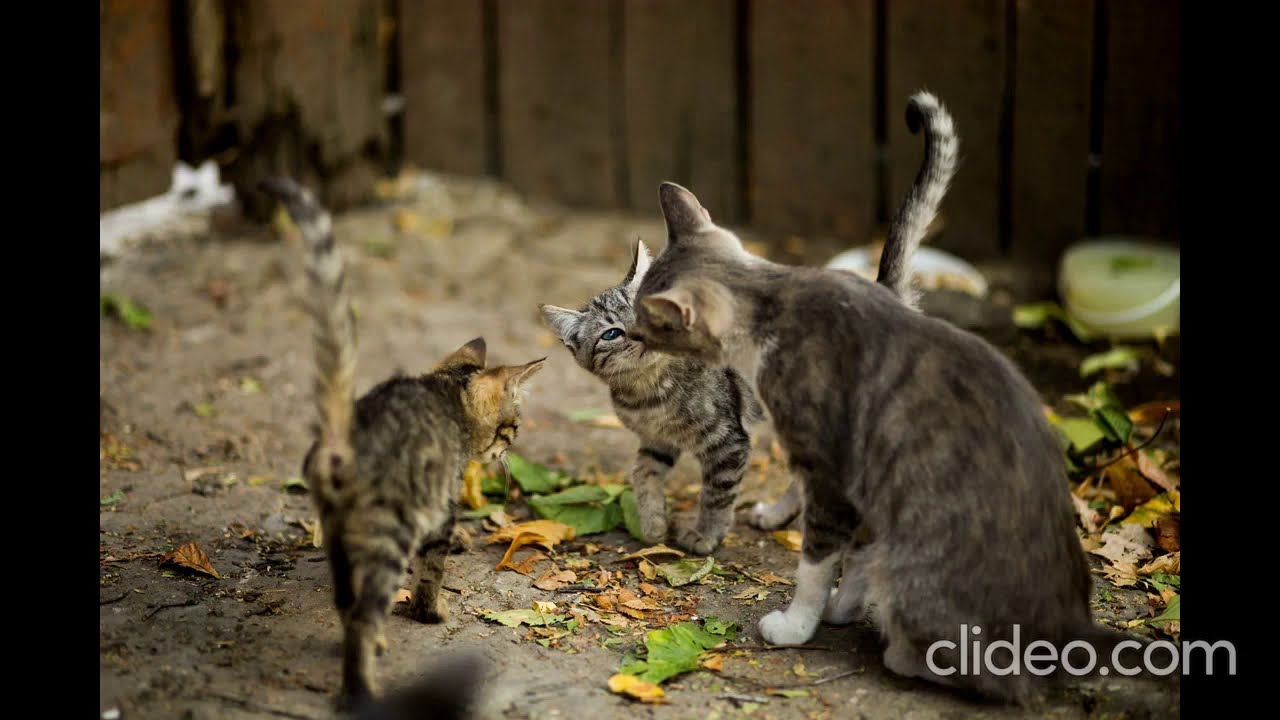 Gatos miando - YouTube