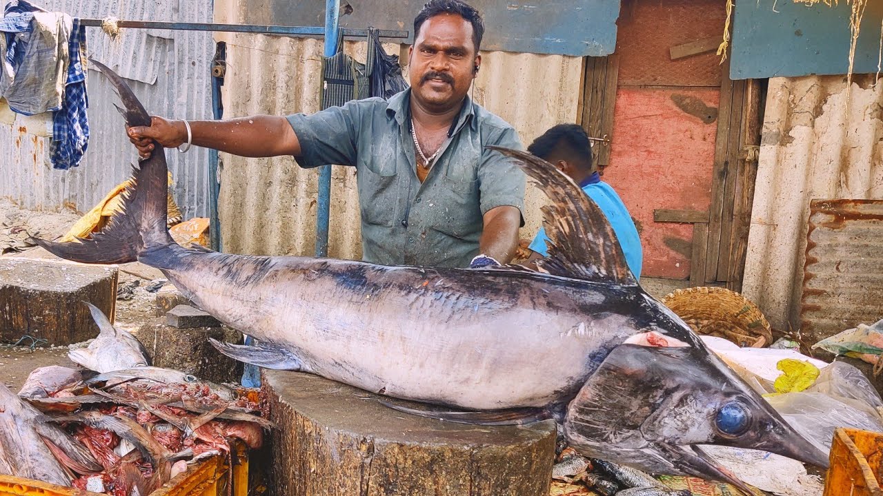 Panni kola fish/ பெரிய கோலா மீன் வெட்டு/காசிமடு மீன் சந்தையில் - YouTube